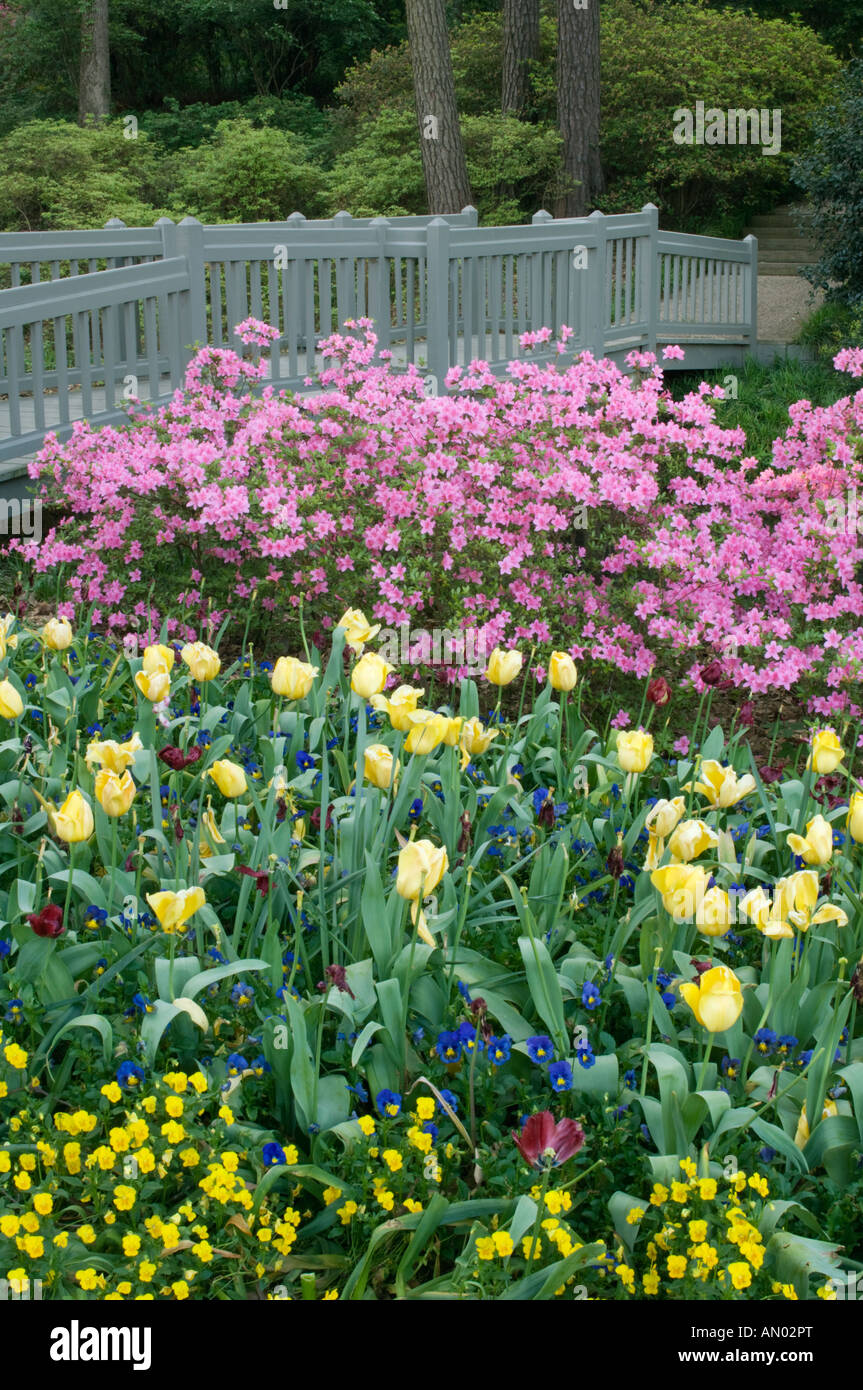 Azalea Heath Family Ericaceae Tulip and varied spring flowers along a ...