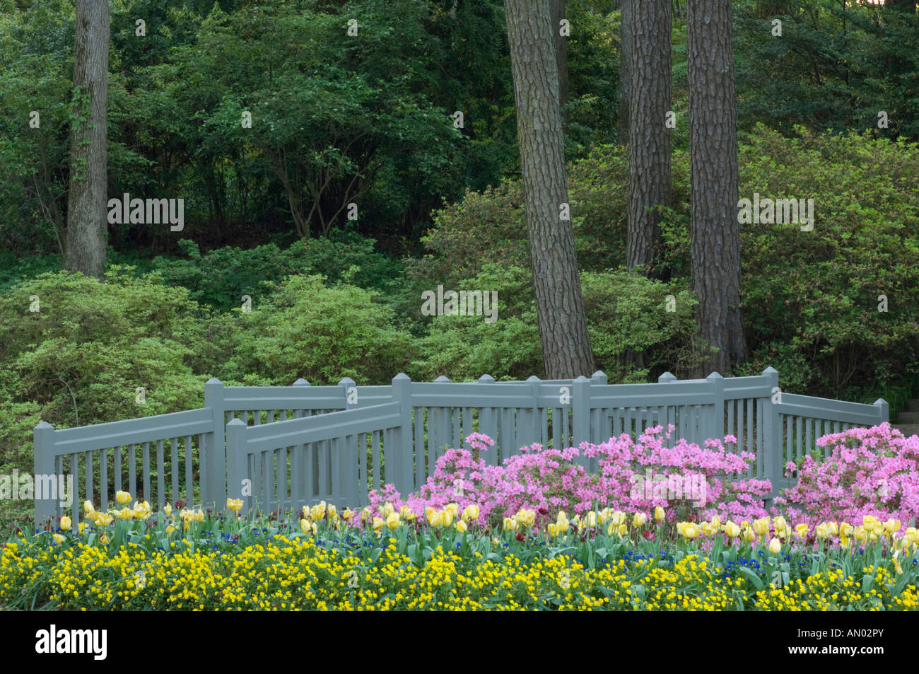 Azalea Heath Family Ericaceae Tulip and varied spring flowers along a ...