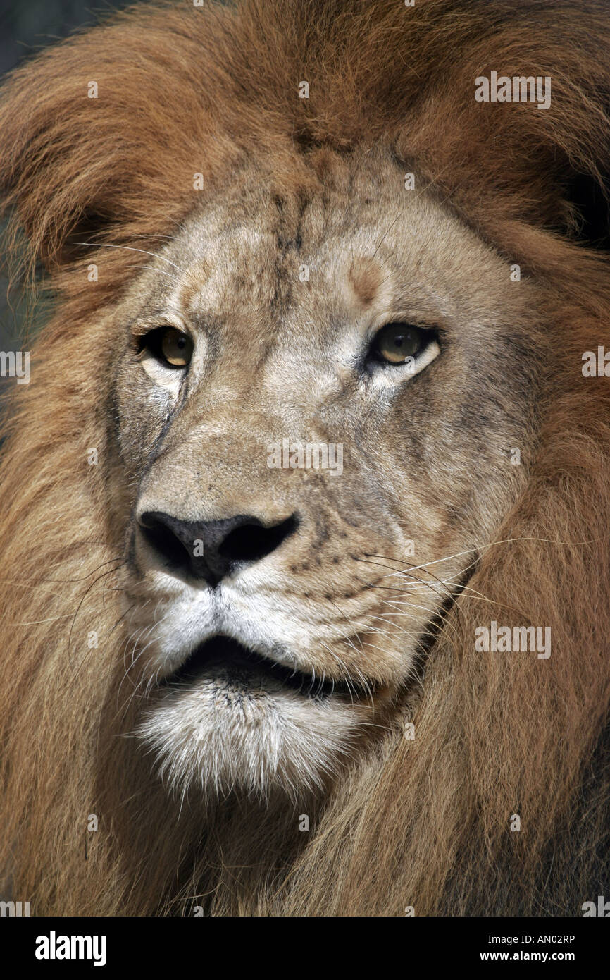 Lion in Zoo Stock Photo - Alamy