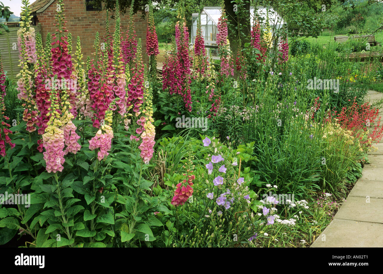 Digitalis Purpurea Excelsior Hybrids