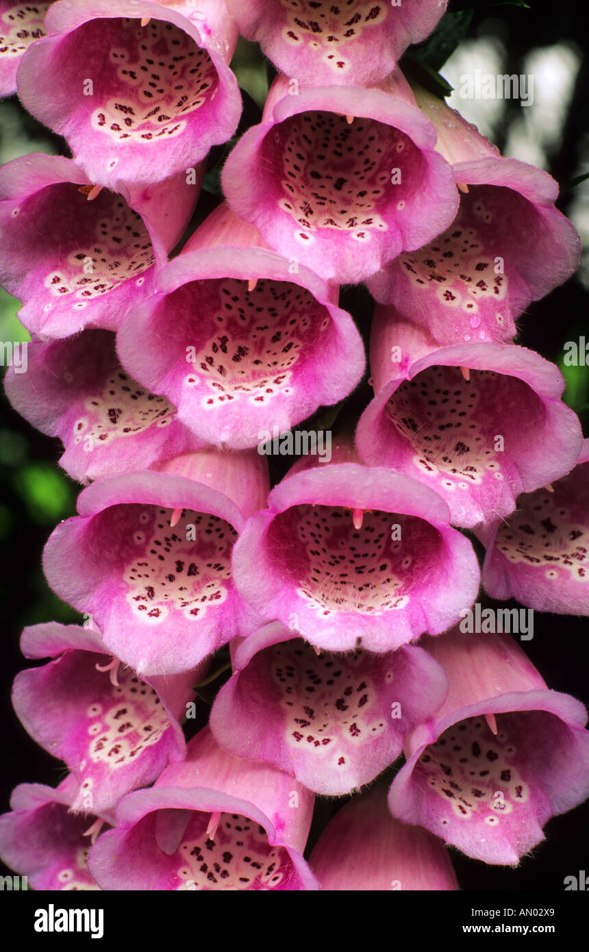 Digitalis purpurea detail Stock Photo - Alamy