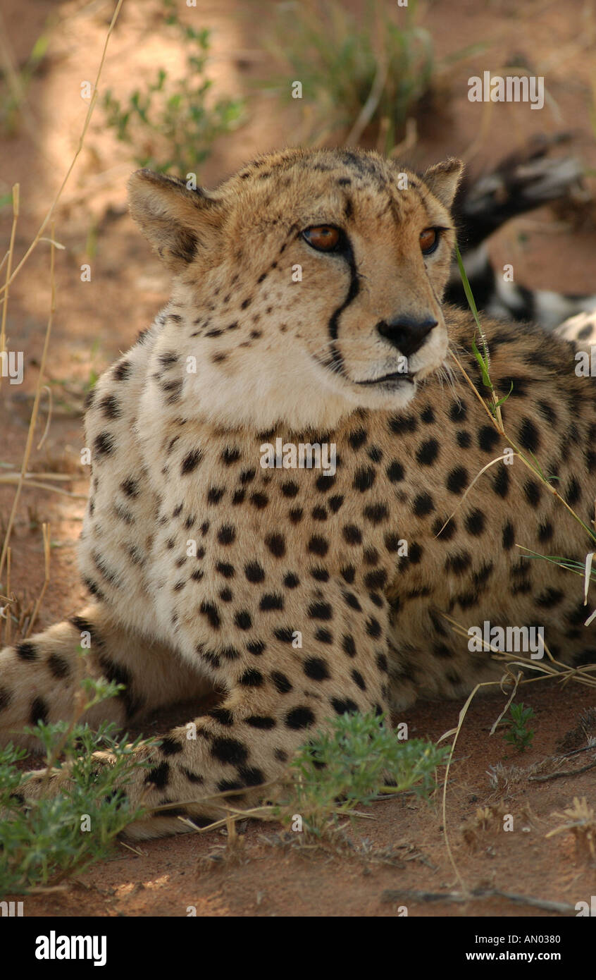 Indigenous games south africa hi-res stock photography and images - Alamy
