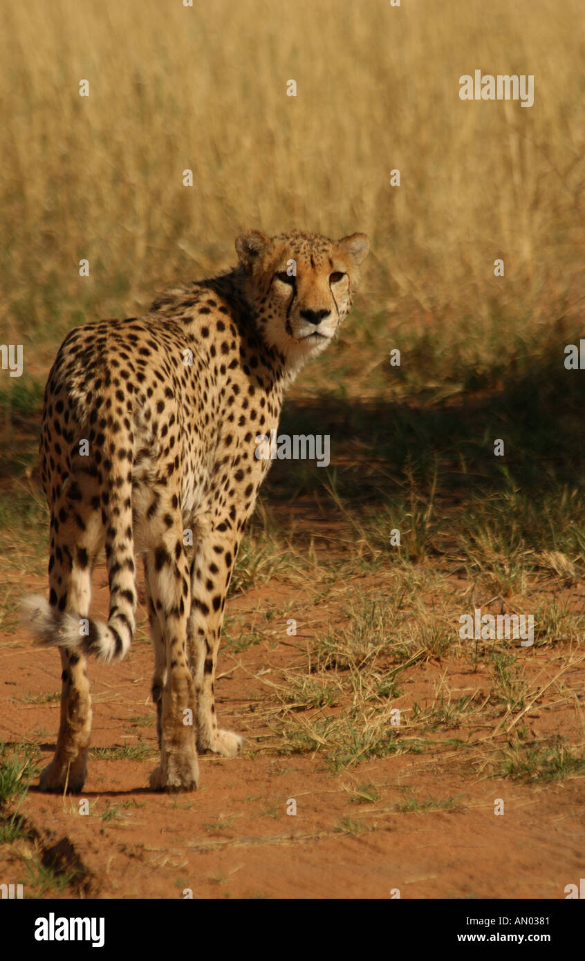 Indigenous games south africa hi-res stock photography and images - Alamy