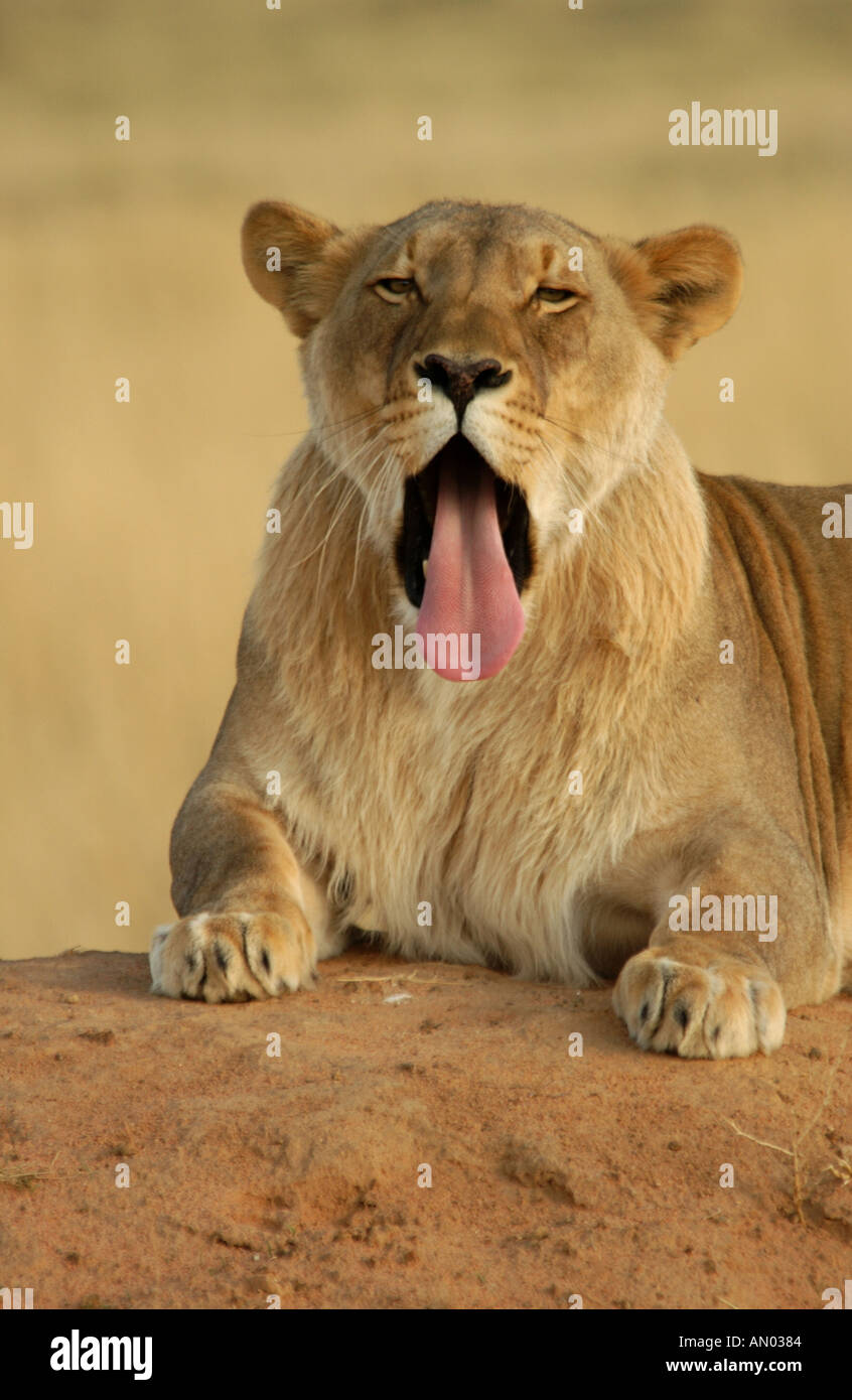 Lion face faces head heads lions hi-res stock photography and images ...