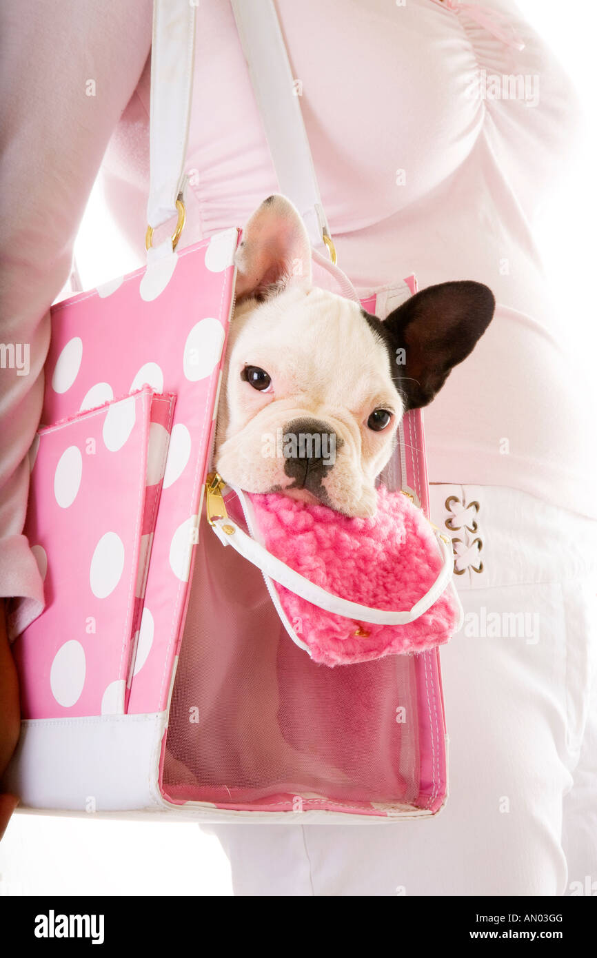 Puppy purse hi-res stock photography and images - Alamy