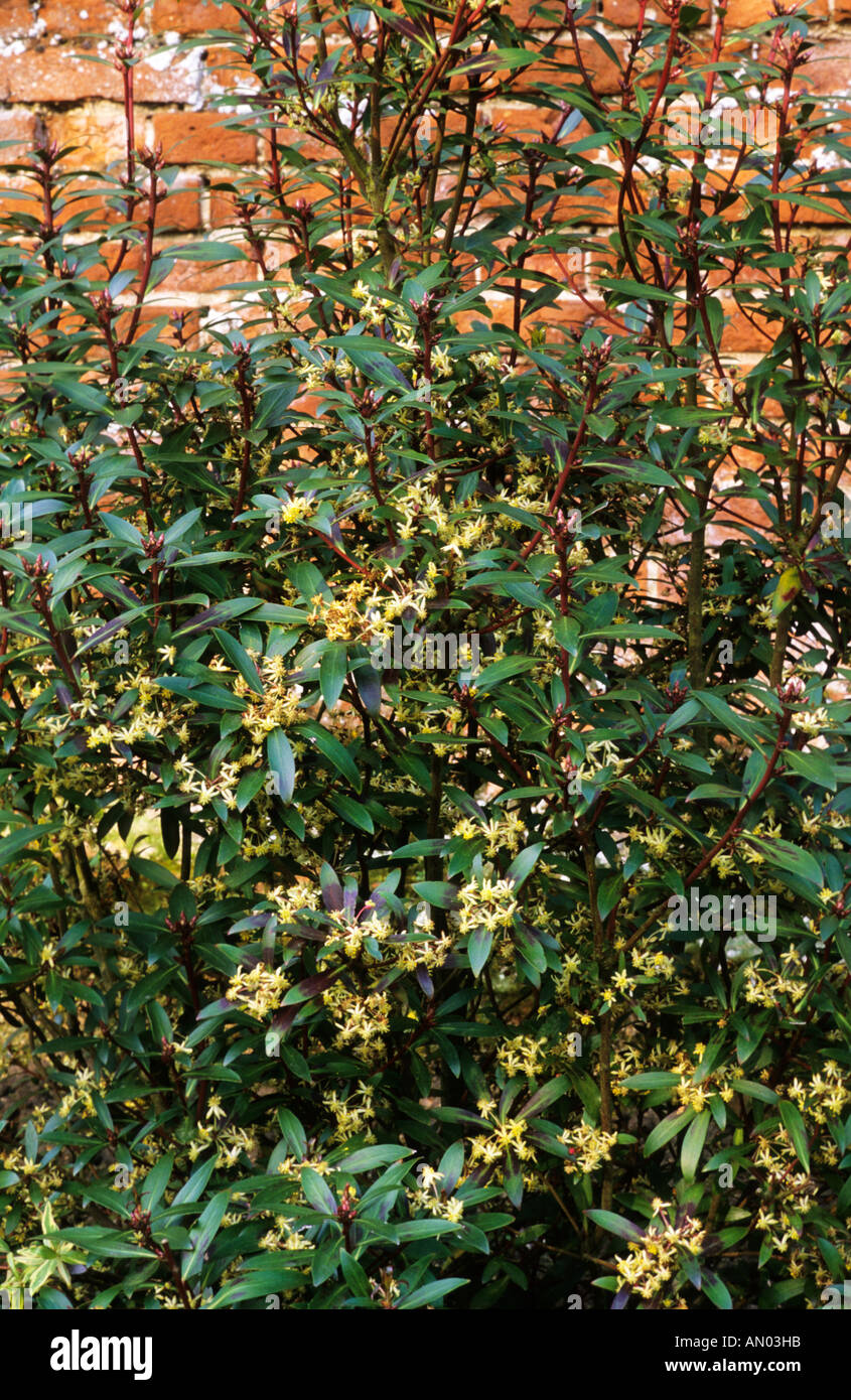 Drimys aromatica April Stock Photo - Alamy