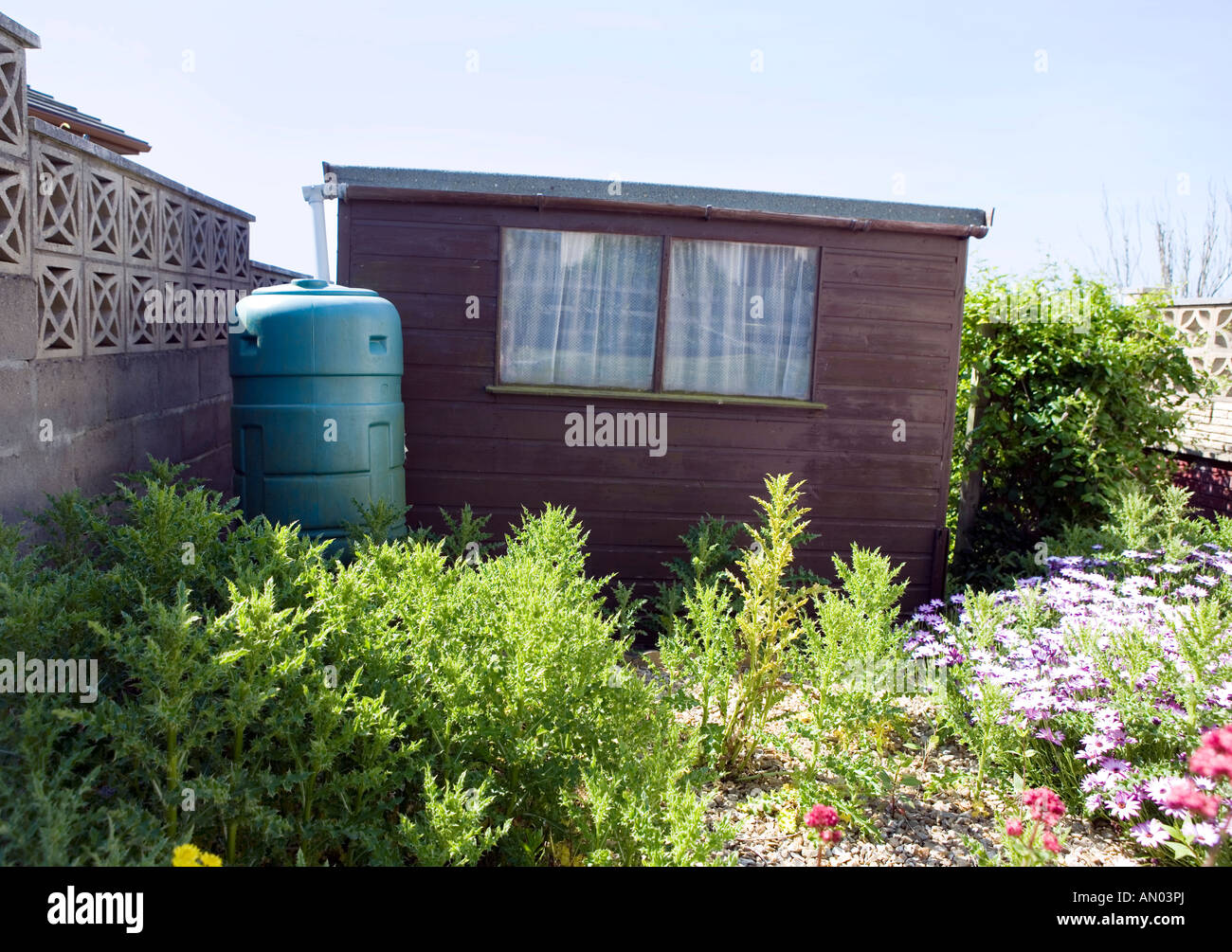 Garden shed and water butt in a dry garden setting Stock Photo - Alamy