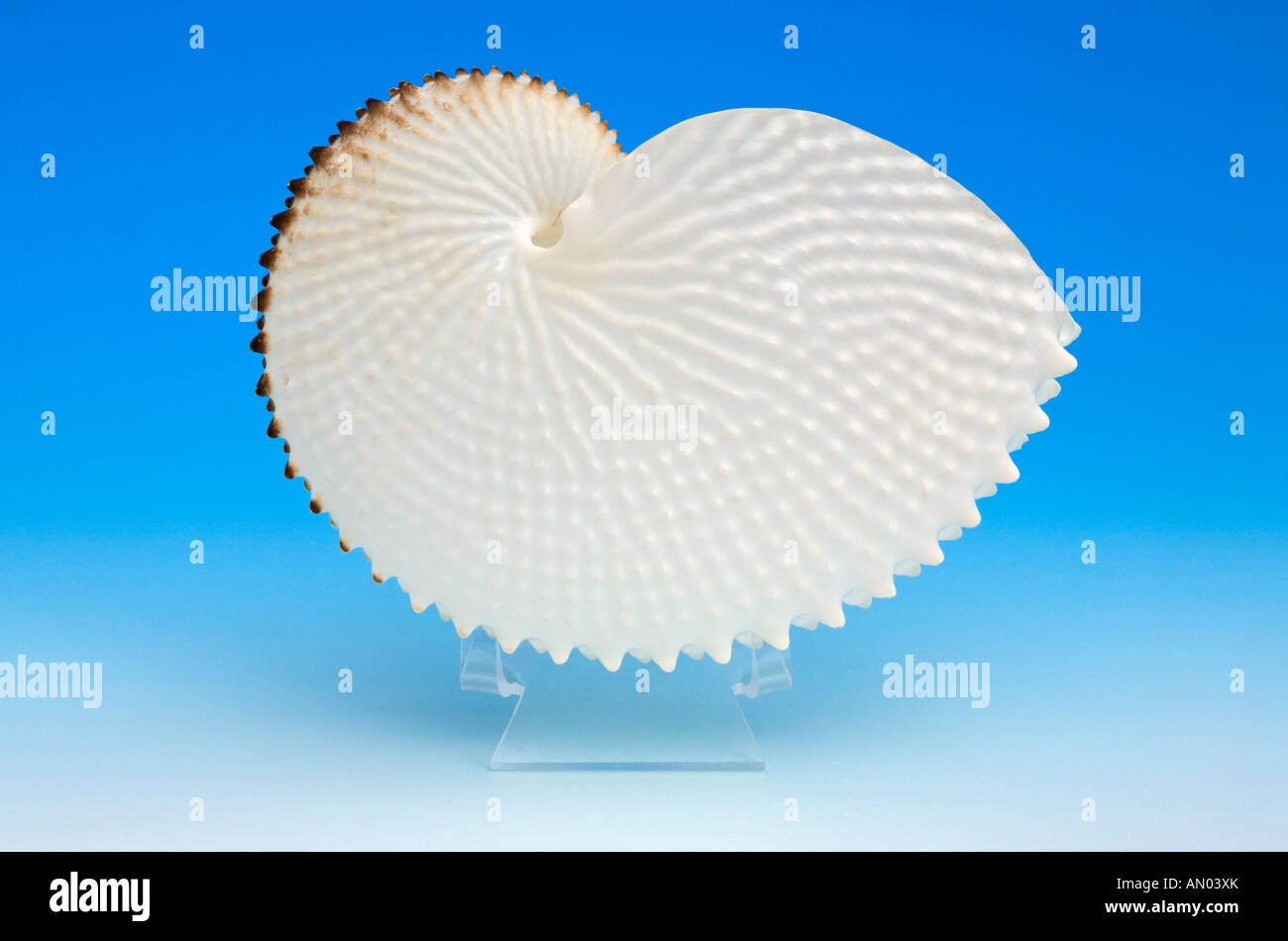 Argonauta hi-res stock photography and images - Alamy