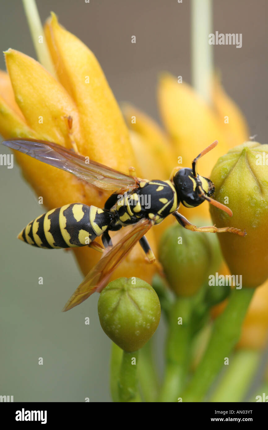 Wasp on orange flower Stock Photo - Alamy