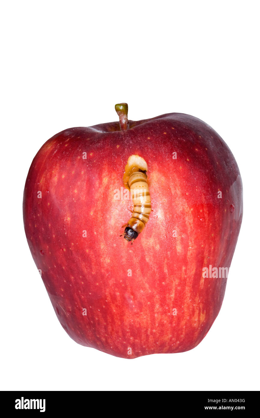 Worm crawling out of red apple isolated on white background Stock Photo ...