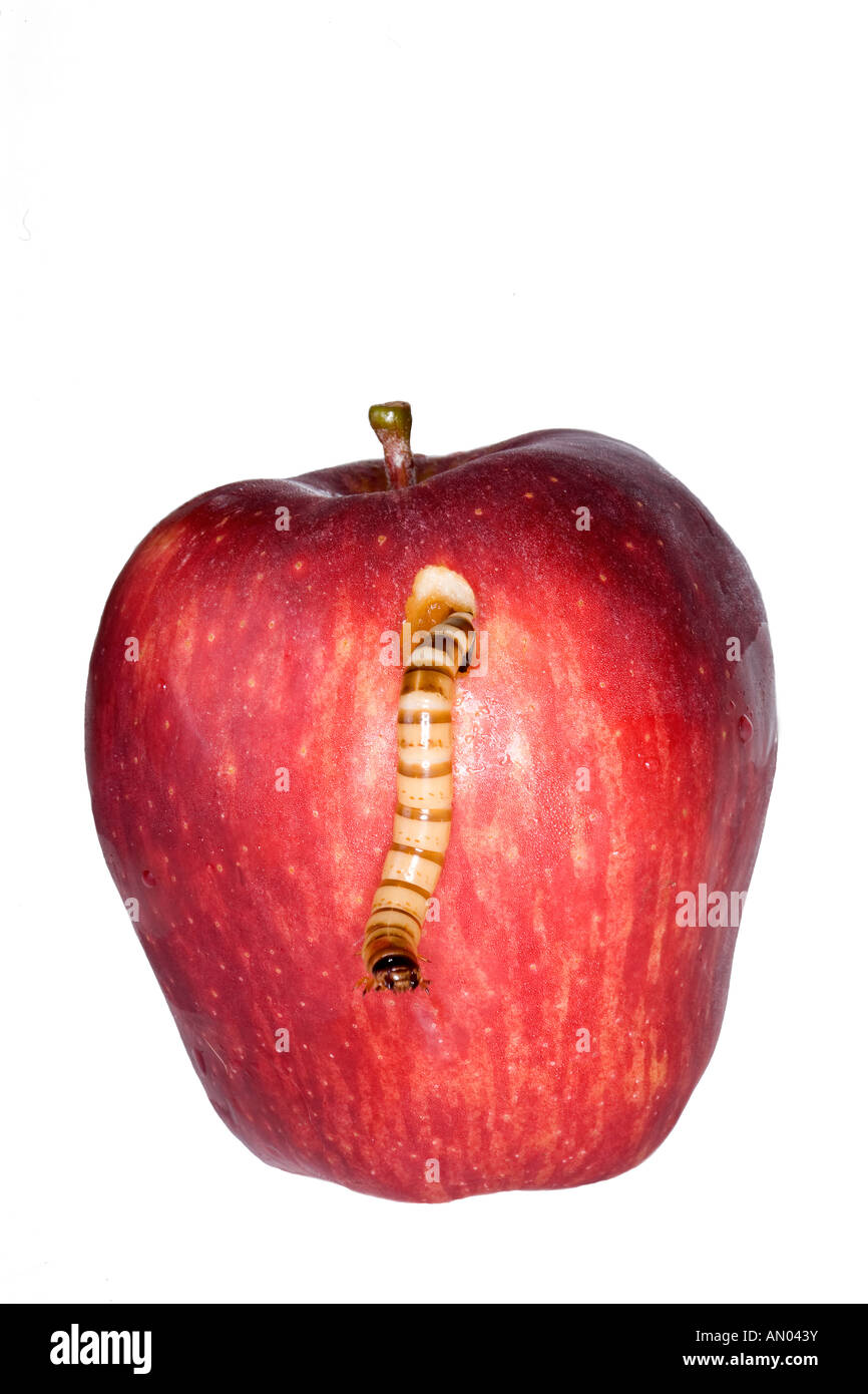 Apple with worm hi-res stock photography and images - Alamy