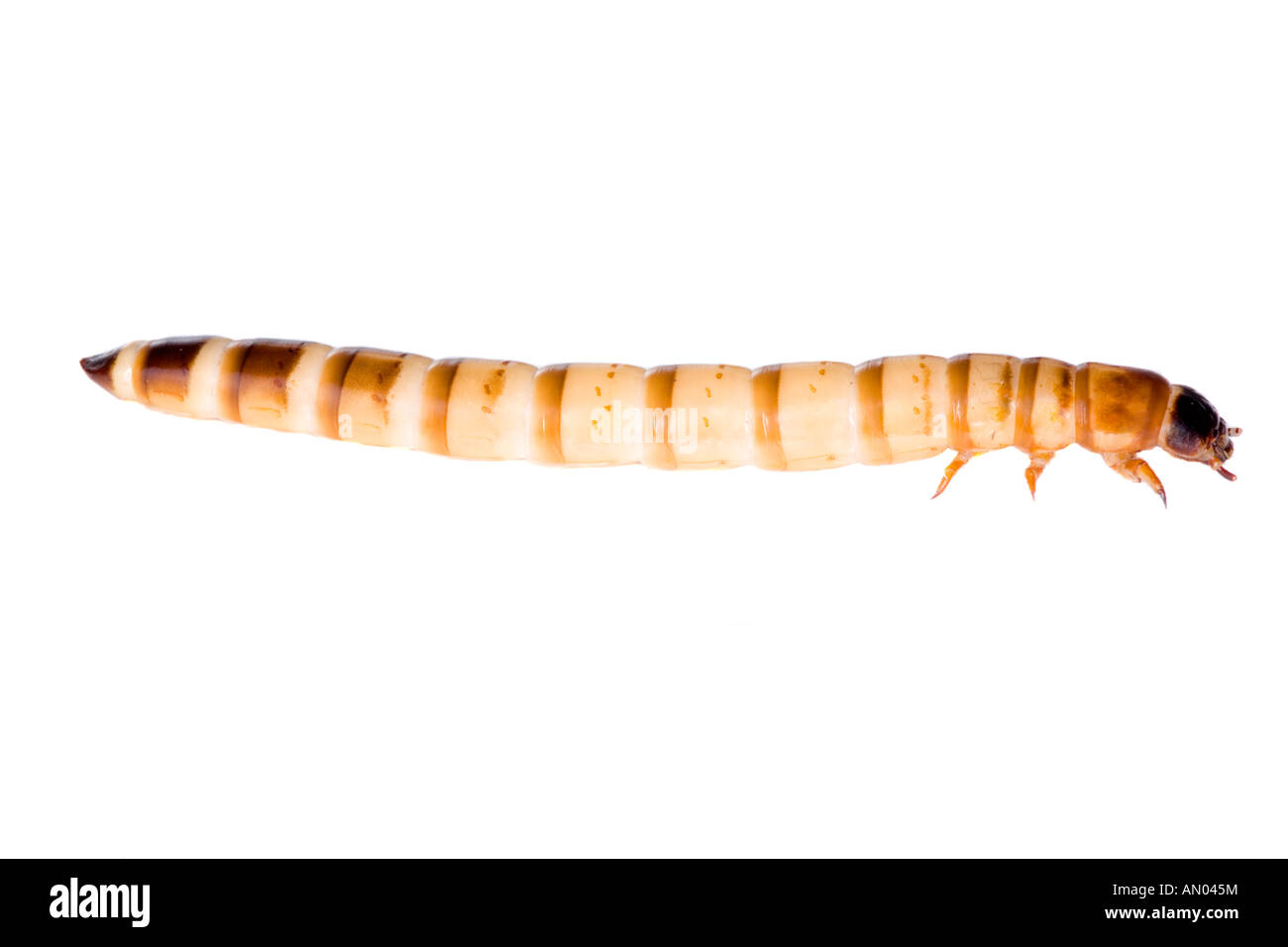 One Mealworm isolated on white background Stock Photo - Alamy