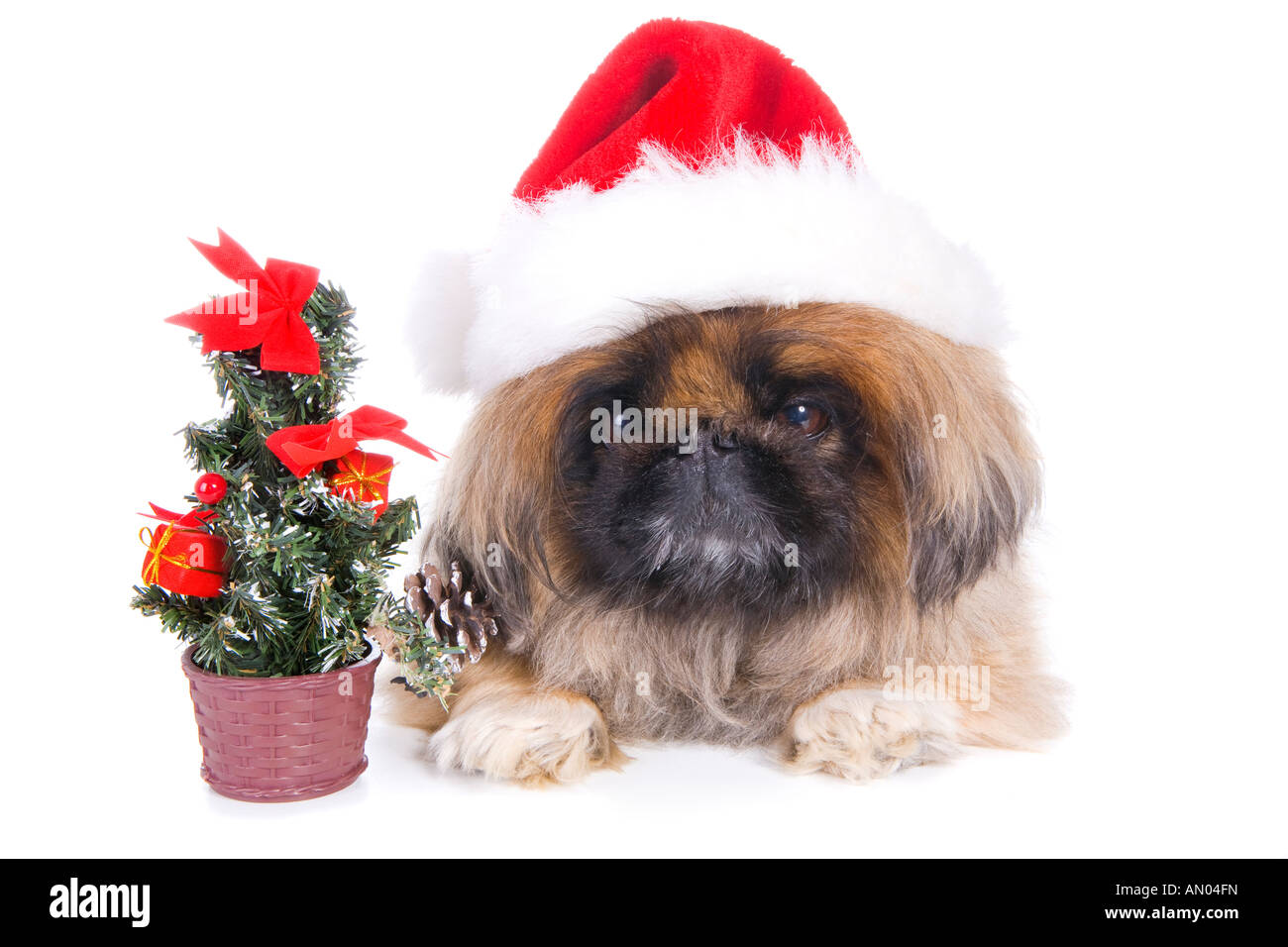 Brown Pekingese dog dressed for Christmas in red and white hat and ...
