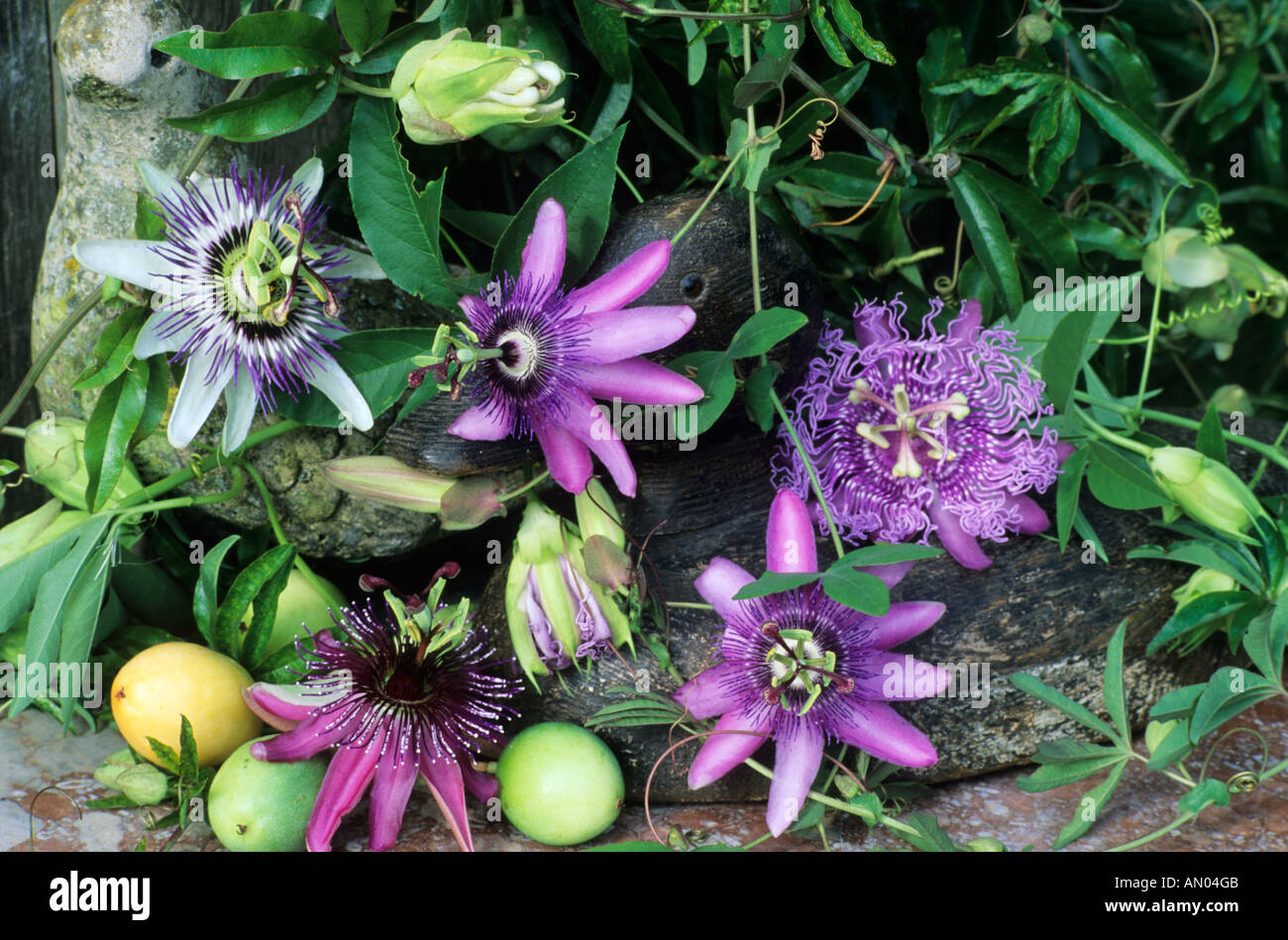 Passiflora and fruits various still life hi-res stock photography and ...