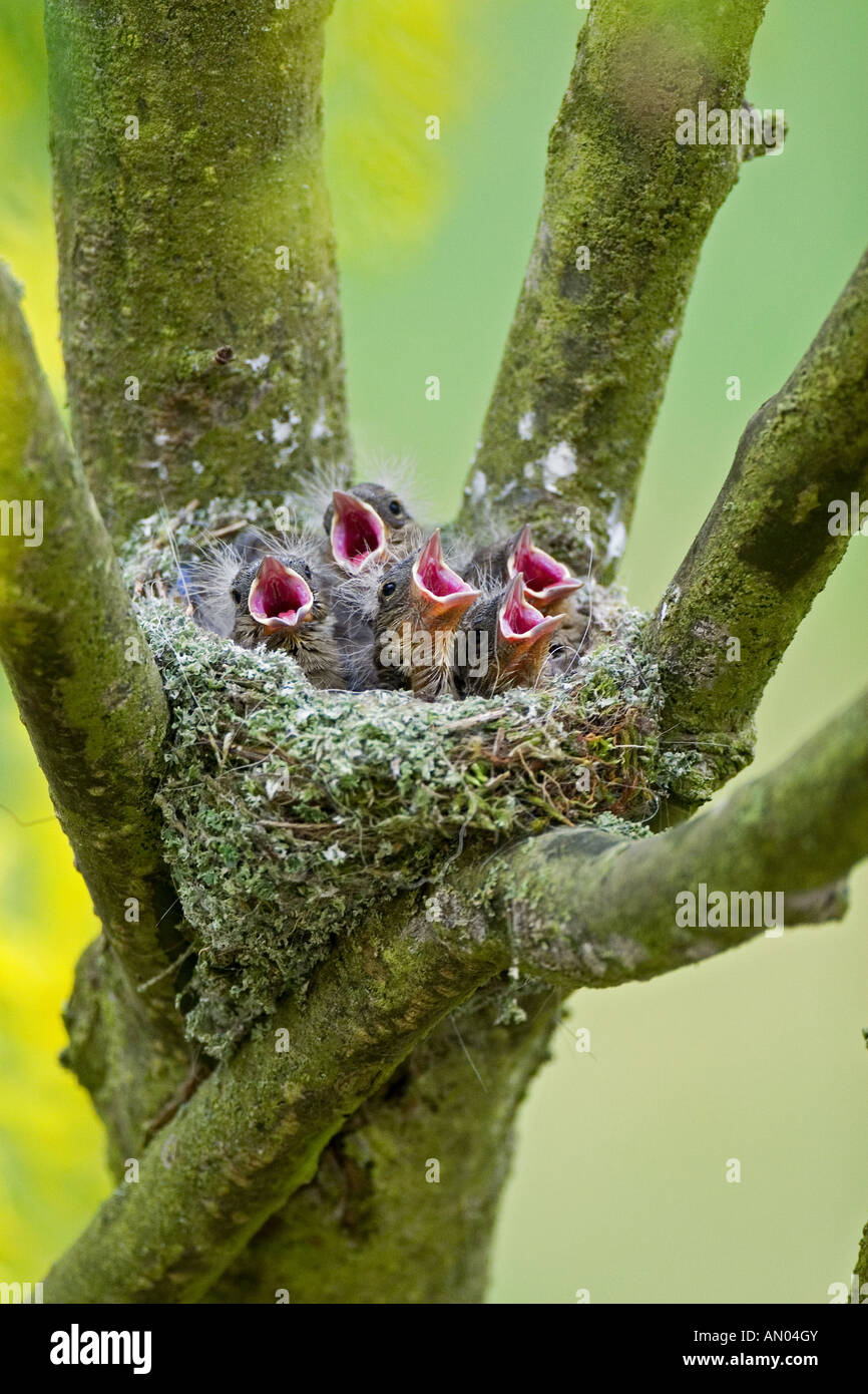 Five birds crying hi-res stock photography and images - Alamy