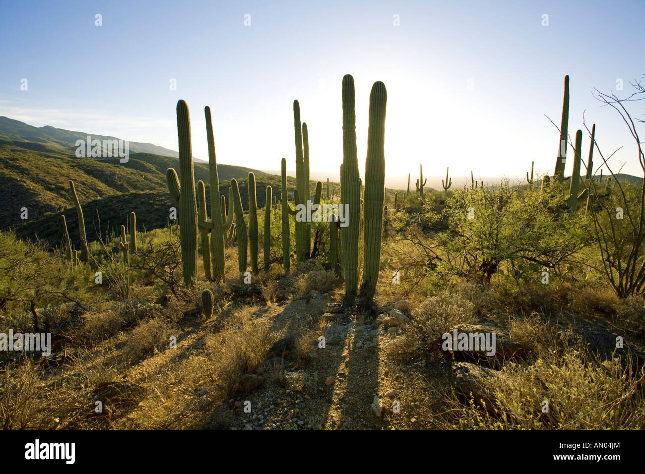 Saguaros stand in the foothills of the Rincon Mountains in the ...