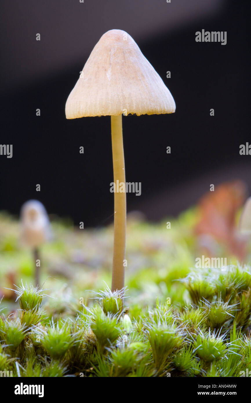 Bleeding Mycena or Mycena Haematopus mushroom toadstool fungi fungus ...