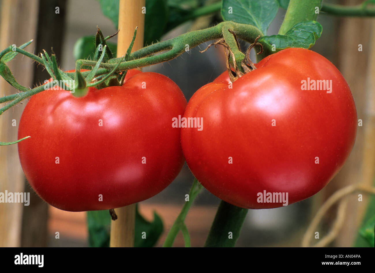 Tomato Arkansas Traveller U S A Heirloom edible fruit growing in ...