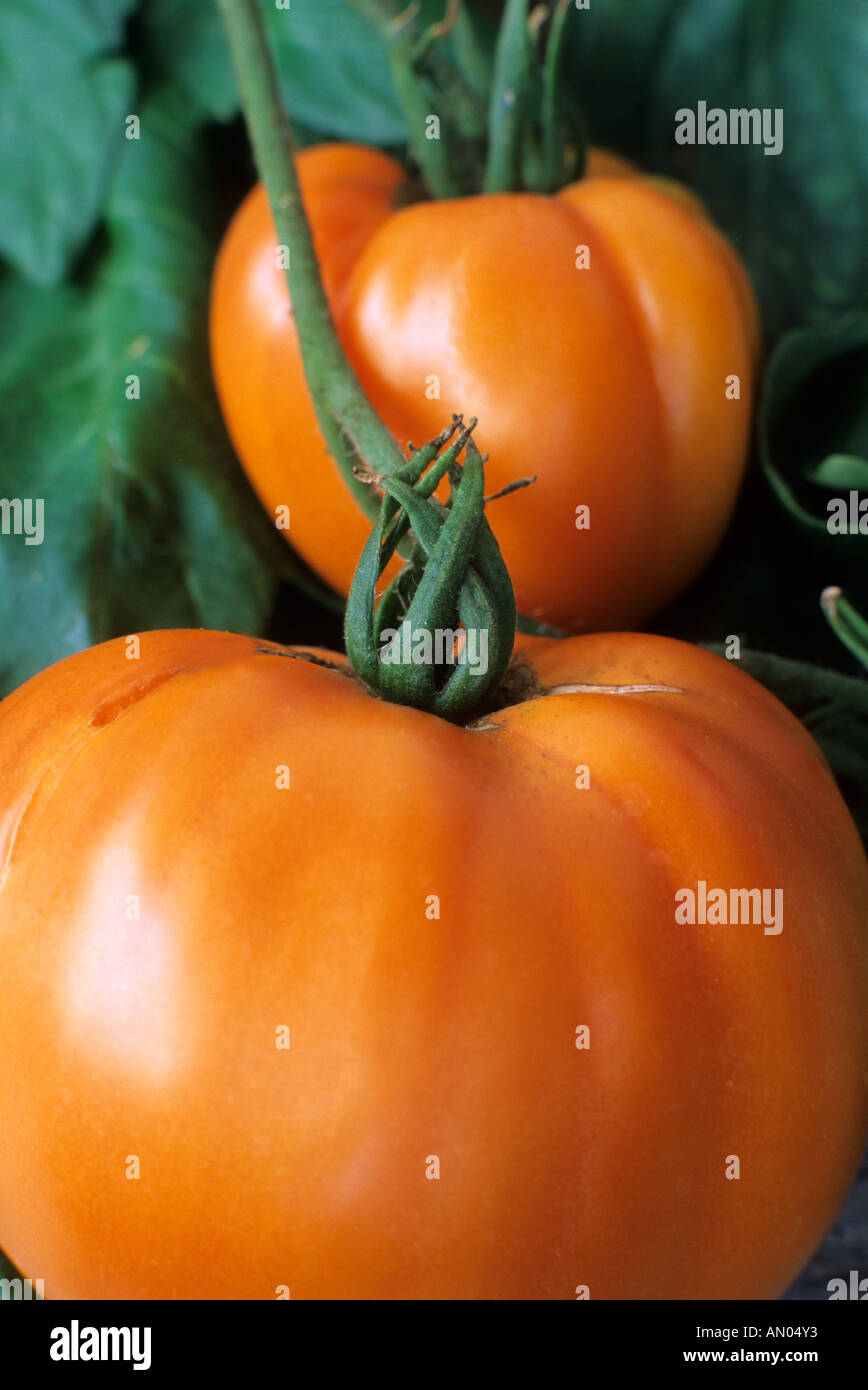 Tomato 'Orange Oxheart' Stock Photo - Alamy