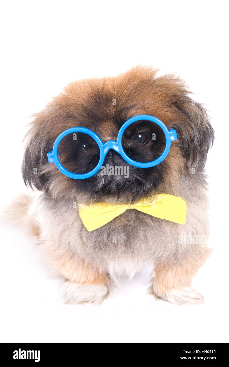 Brown Pekingese dog dressed as a nerd with big blue glasses and yellow ...