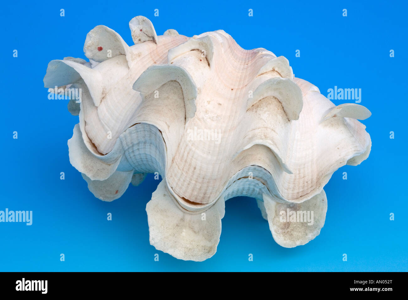 Squamosa Clam Tridacna squamosa aka ruffled clam and Scaled Clam Stock ...