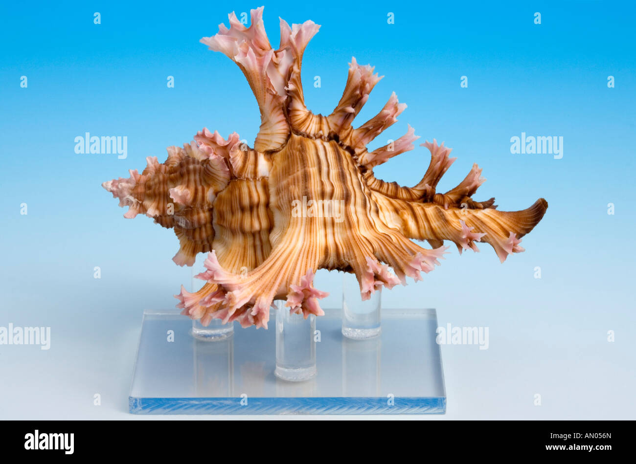 Rose-branch Murex (Chicoreus palmarosae), Indo-Pacific Stock Photo - Alamy