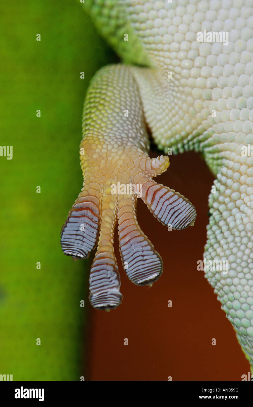 Bottom of foot hi-res stock photography and images - Alamy