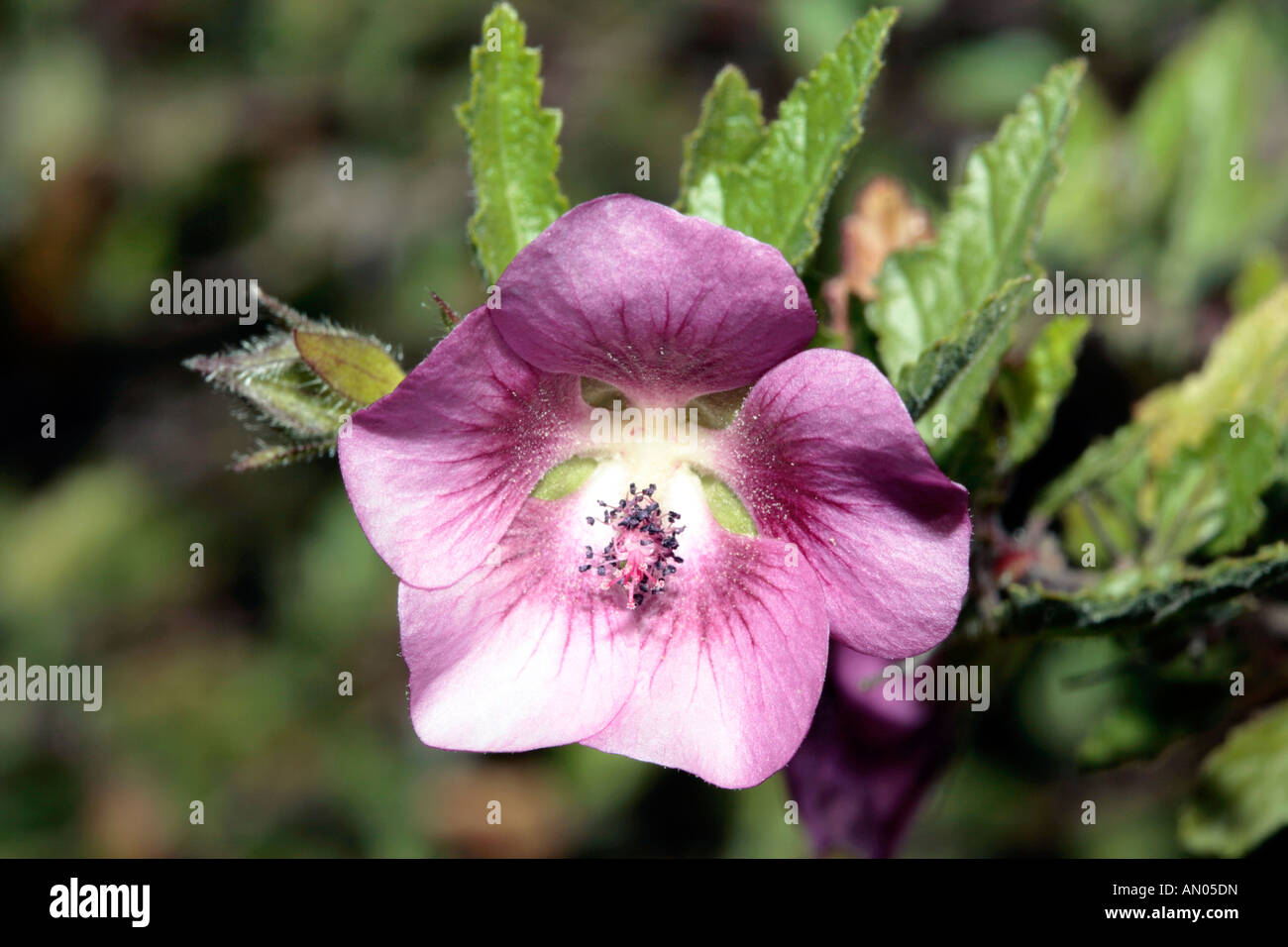 African Mallow/Cape Mallow/False Mallow/ Dwarf Hibiscus/ Hairy Mallow ...