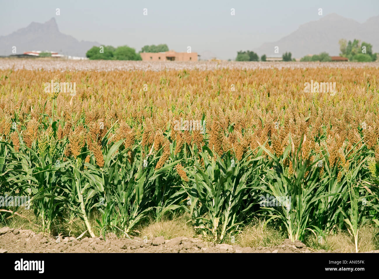 Sorghum fodder crop hi-res stock photography and images - Alamy