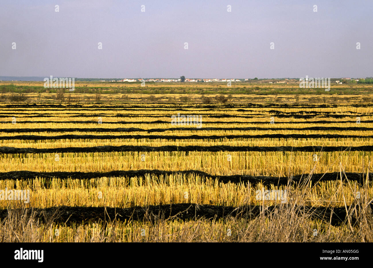 Burned "rice field". Comporta region. Portugal Stock Photo - Alamy