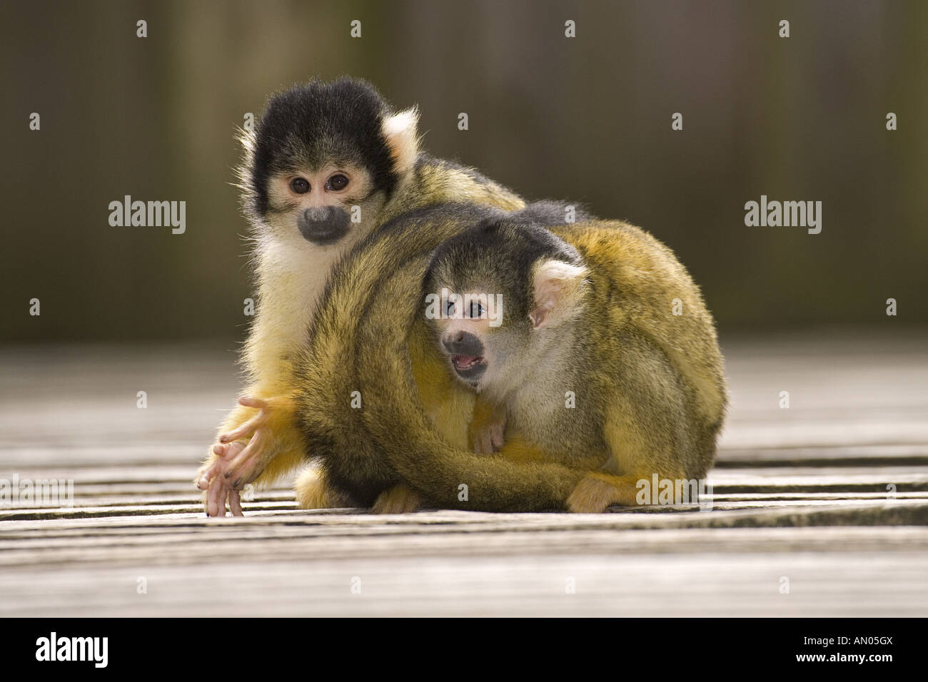 Two squirrel monkeys hi-res stock photography and images - Alamy