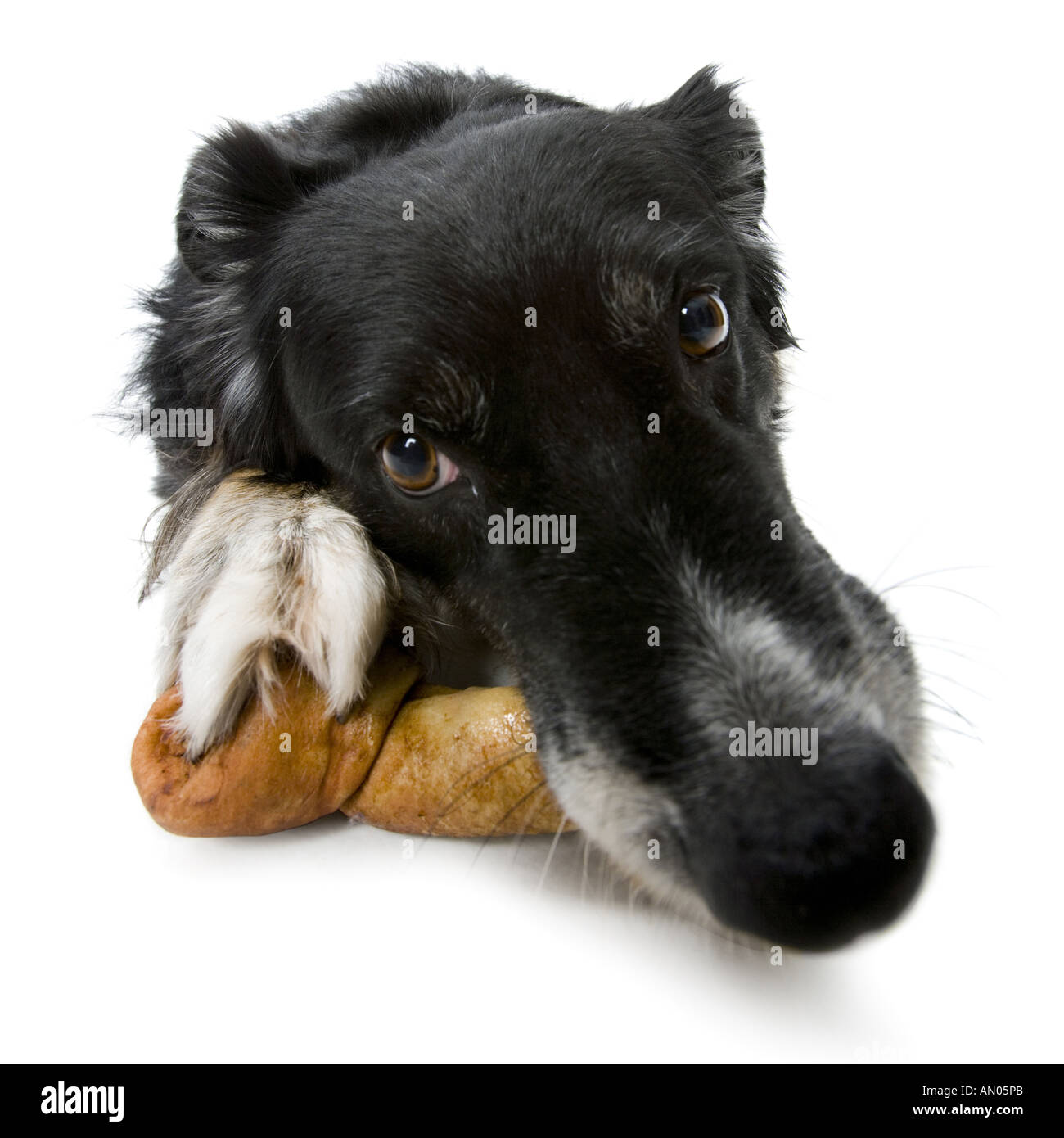 Dog with a bone cutout hi-res stock photography and images - Alamy