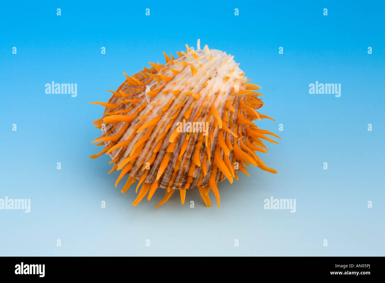 Spondylus spondylidae hi-res stock photography and images - Alamy