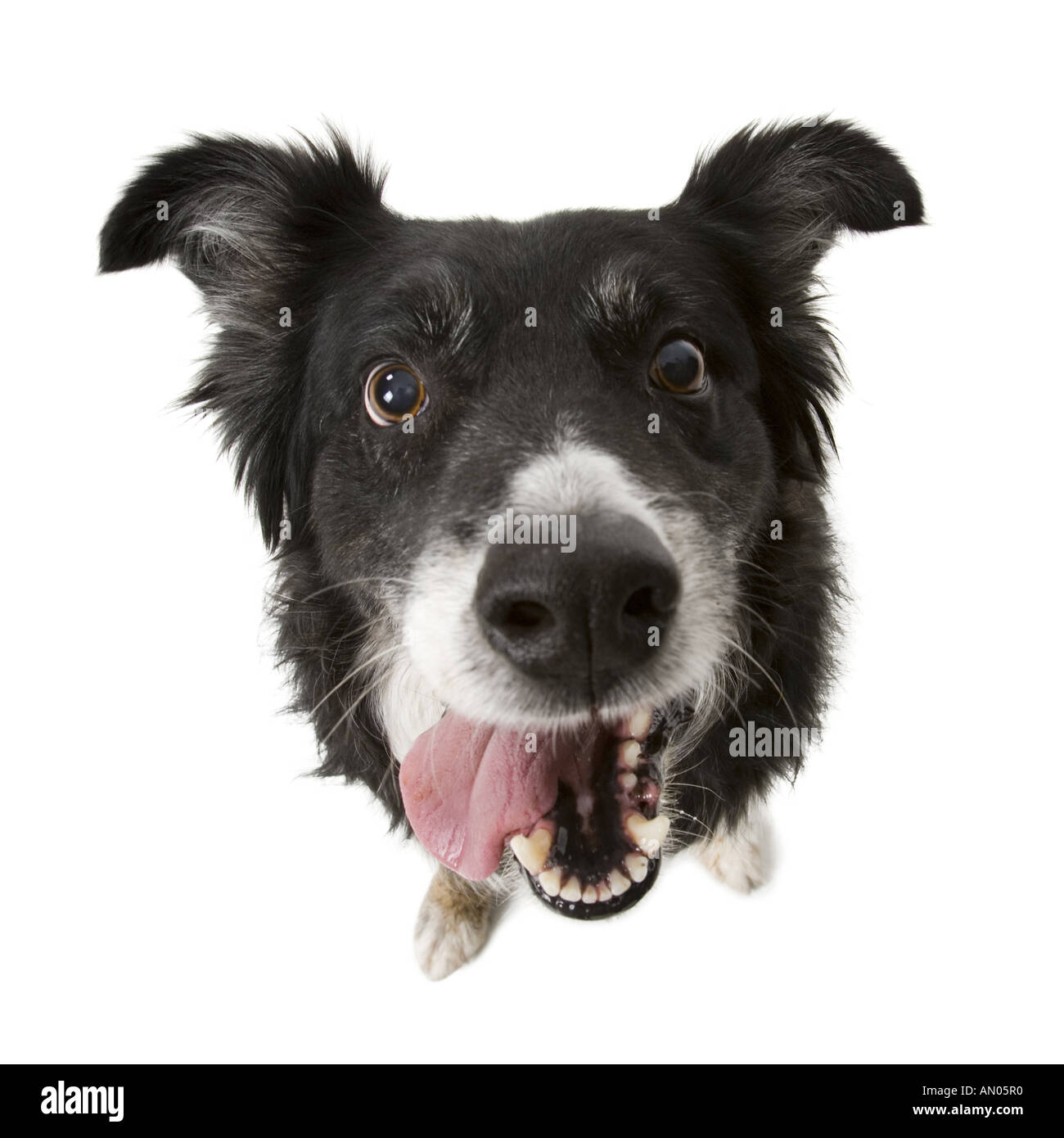 High angle cute black Cut Out Stock Images & Pictures - Alamy