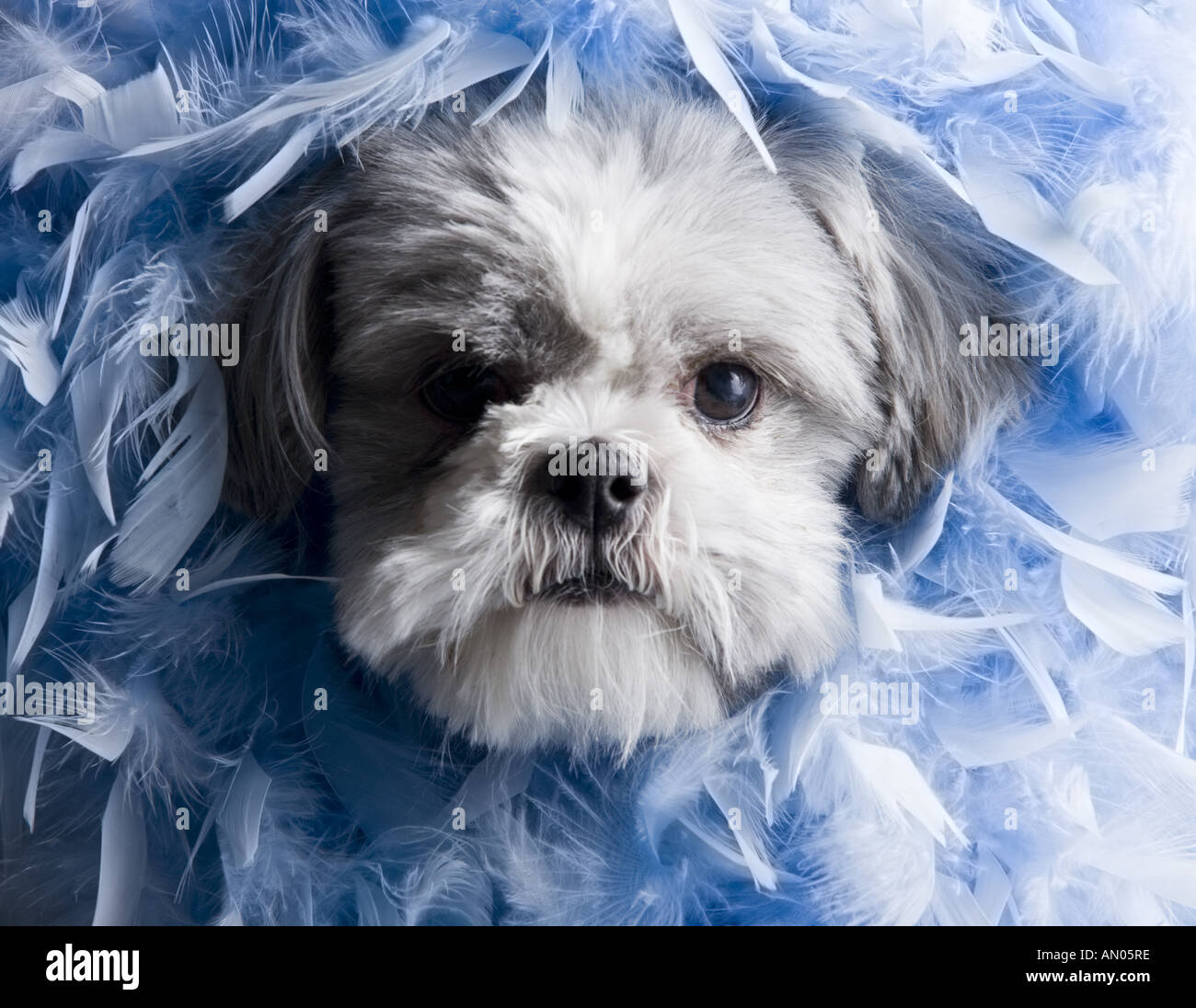 Covered with feathers hi-res stock photography and images - Alamy