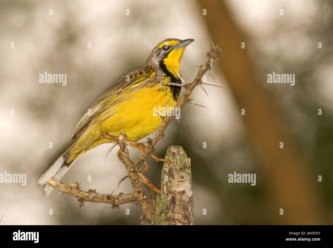 Yellow-throated Longclaw, Macronyx croceus Stock Photo - Alamy