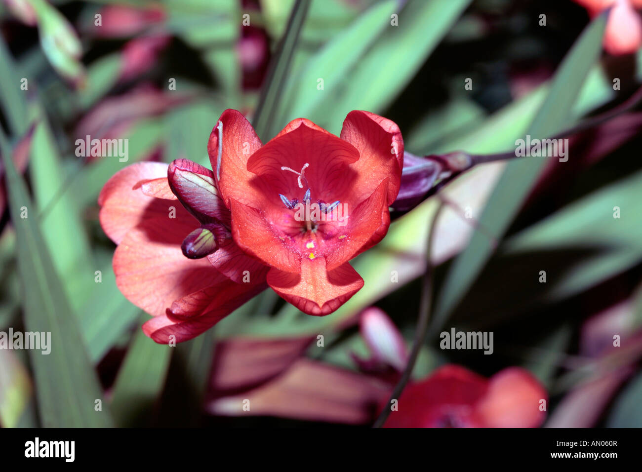 Flowers tritonia High Resolution Stock Photography and Images - Alamy