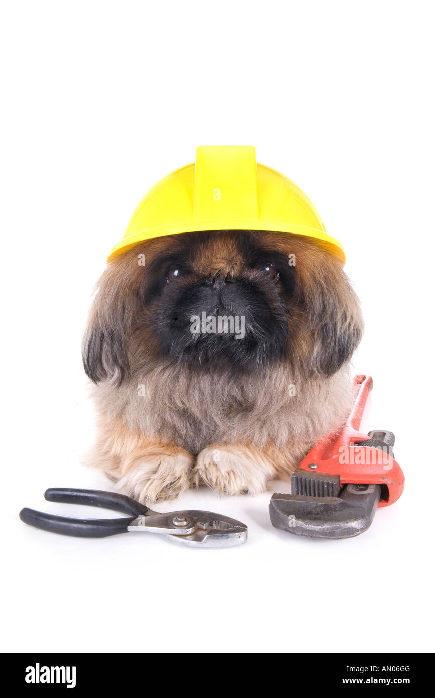 Brown construction worker Pekingese dog wearing yellow hard hat with ...