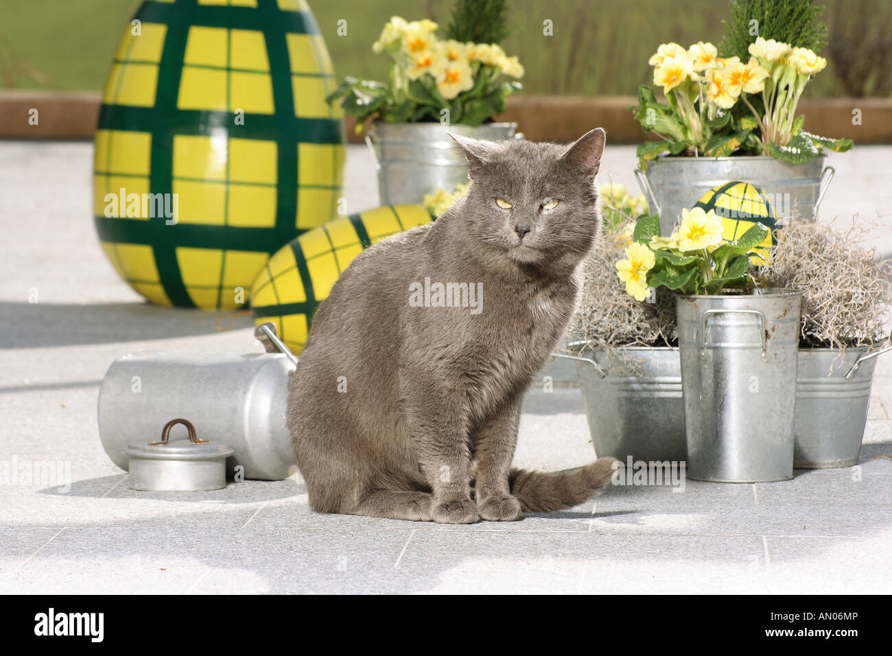 Carthusian cat in front of flowerpots Stock Photo - Alamy