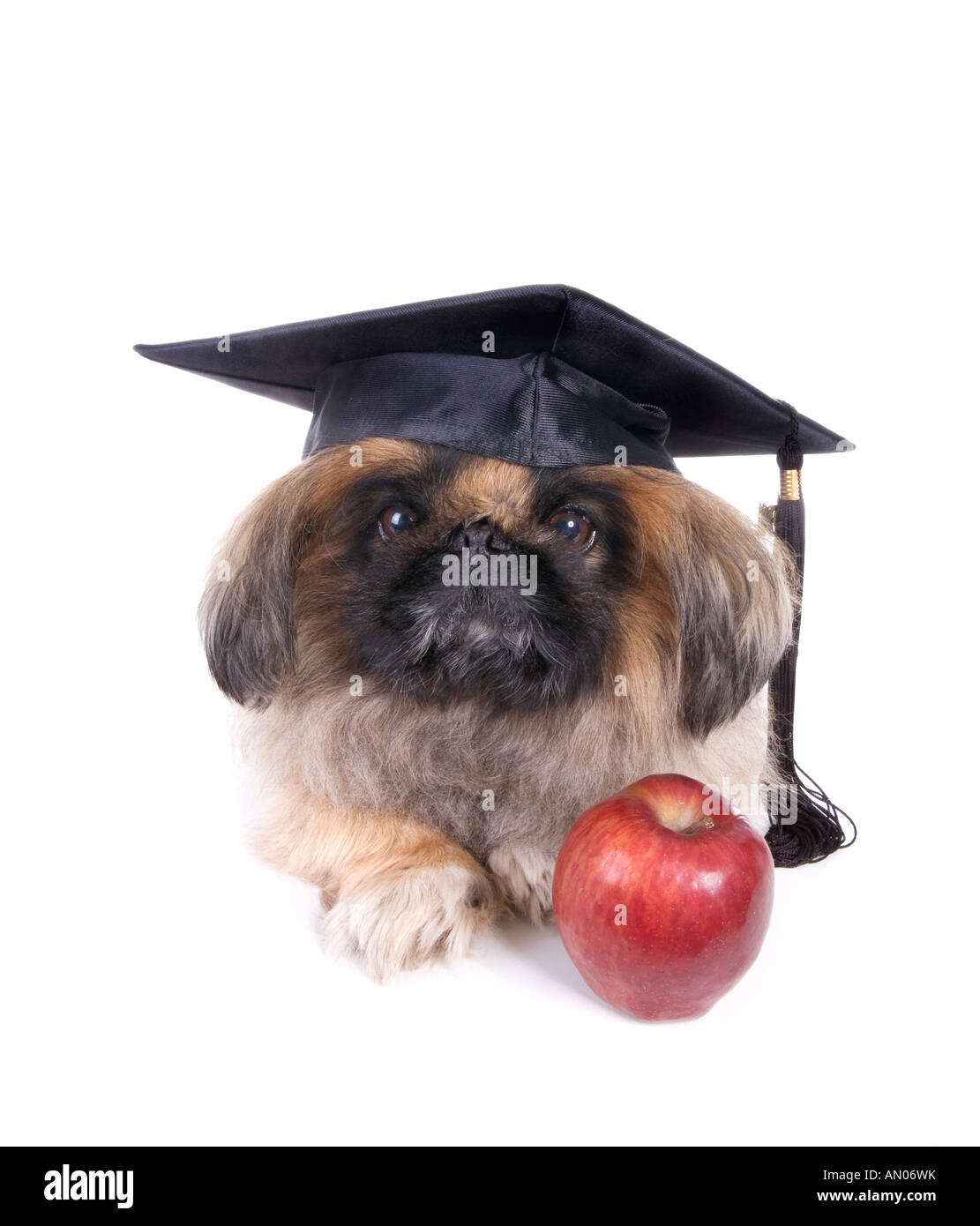 Animal graduate Cut Out Stock Images & Pictures - Alamy