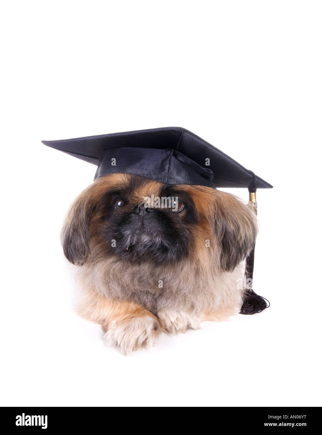 Animal graduate Cut Out Stock Images & Pictures - Alamy