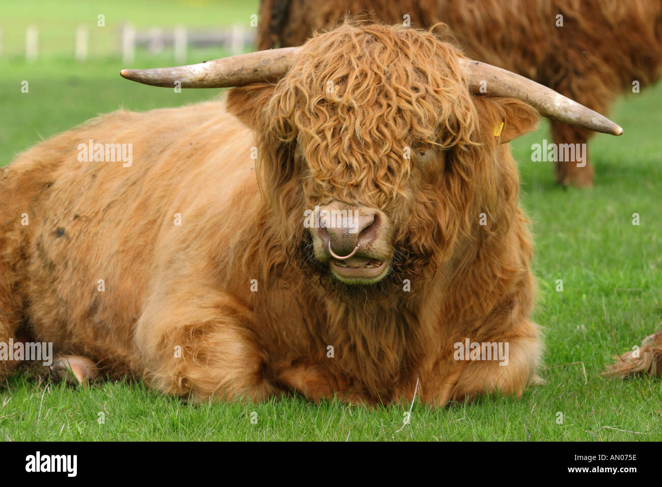 Highland Bull nose ring brown curls Stock Photo - Alamy