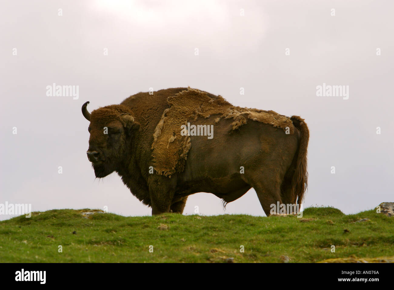 Bison largest land mammal hi-res stock photography and images - Alamy