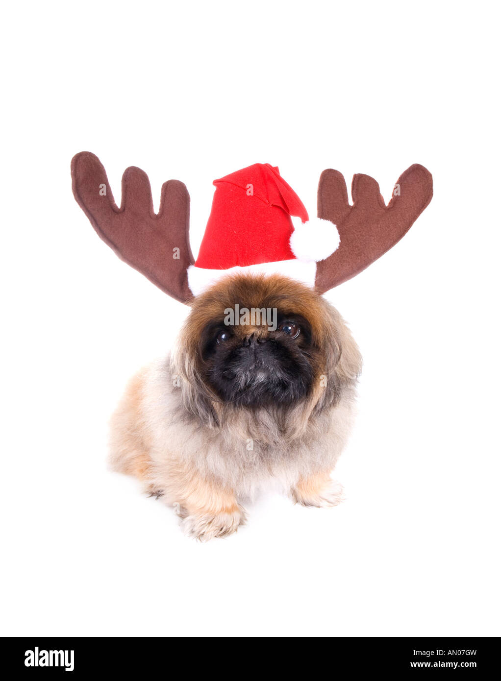 Brown Pekingese dog dressed for Christmas in red and white hat with ...