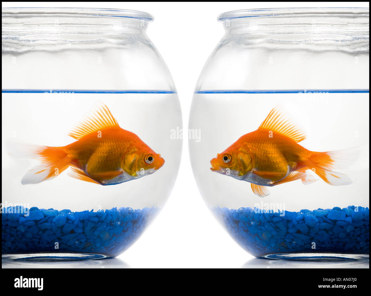 Goldfish other hi-res stock photography and images - Alamy