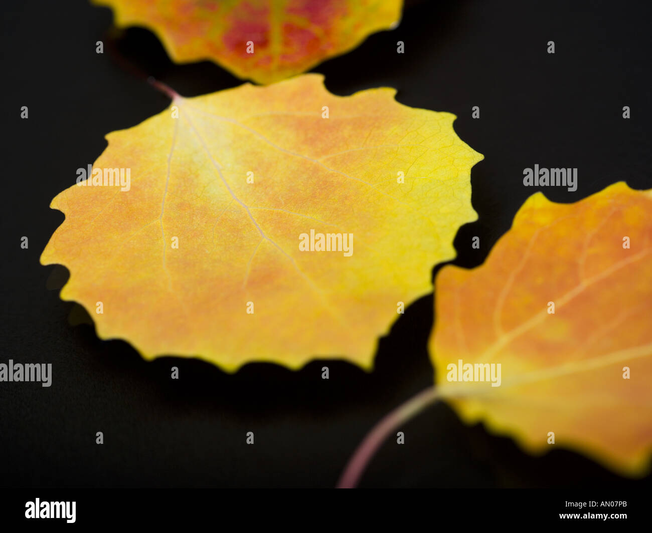 Autumn leaves black background Stock Photo - Alamy