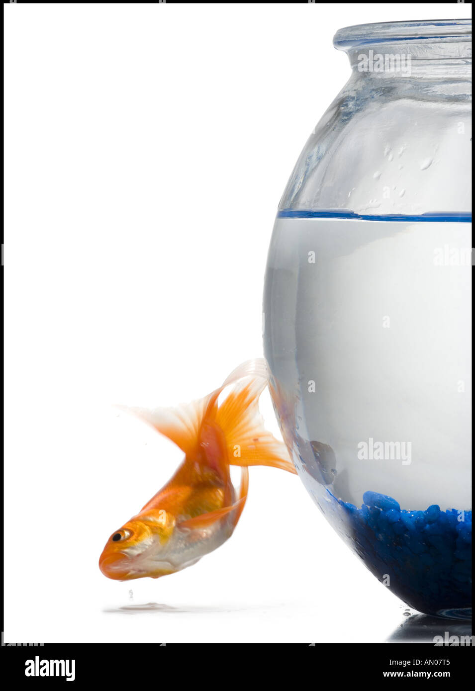 Goldfish jumping out of a fishbowl Stock Photo - Alamy