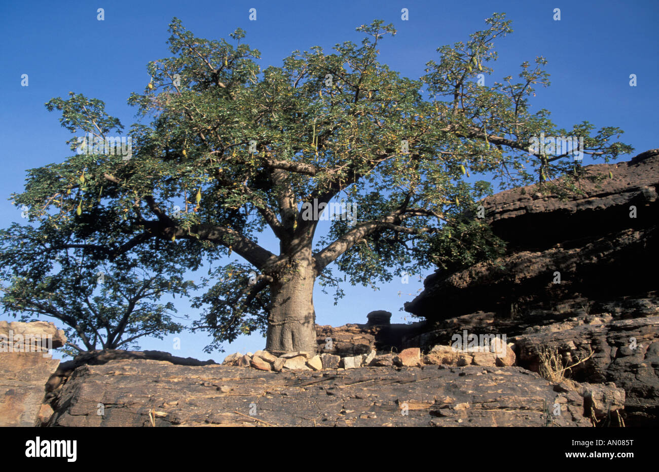 Dogan hi-res stock photography and images - Alamy