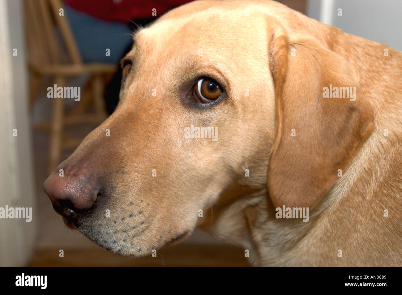 Labrador retriever dog looks back at the camera Stock Photo - Alamy