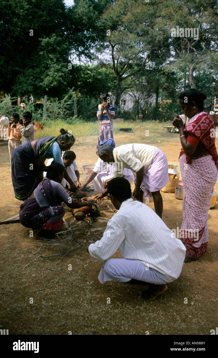 Indians Boiling Rice for The Pongal Festival , A Ceremony held in the ...